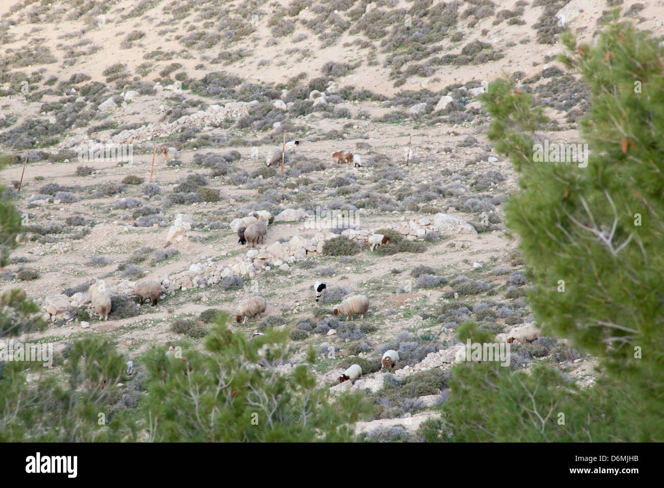 Desert, dry and sparse vegetation, with lots of sunshine and blue sky ...