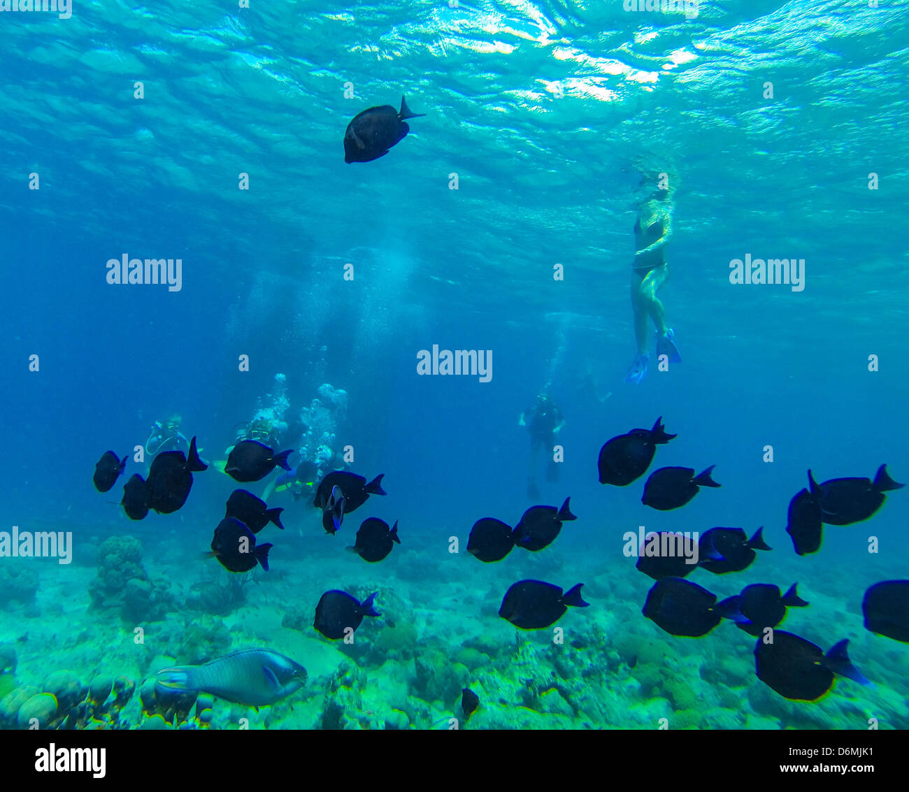 Picture taken in Curacao Stock Photo - Alamy