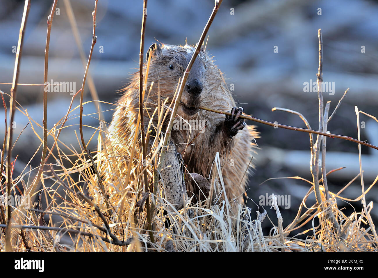 A close up image of a beaver holding a branch that he has just cut off ...
