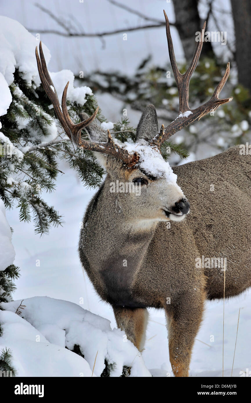 A mule deer buck standing in the deep winter snow under a spruce tree ...