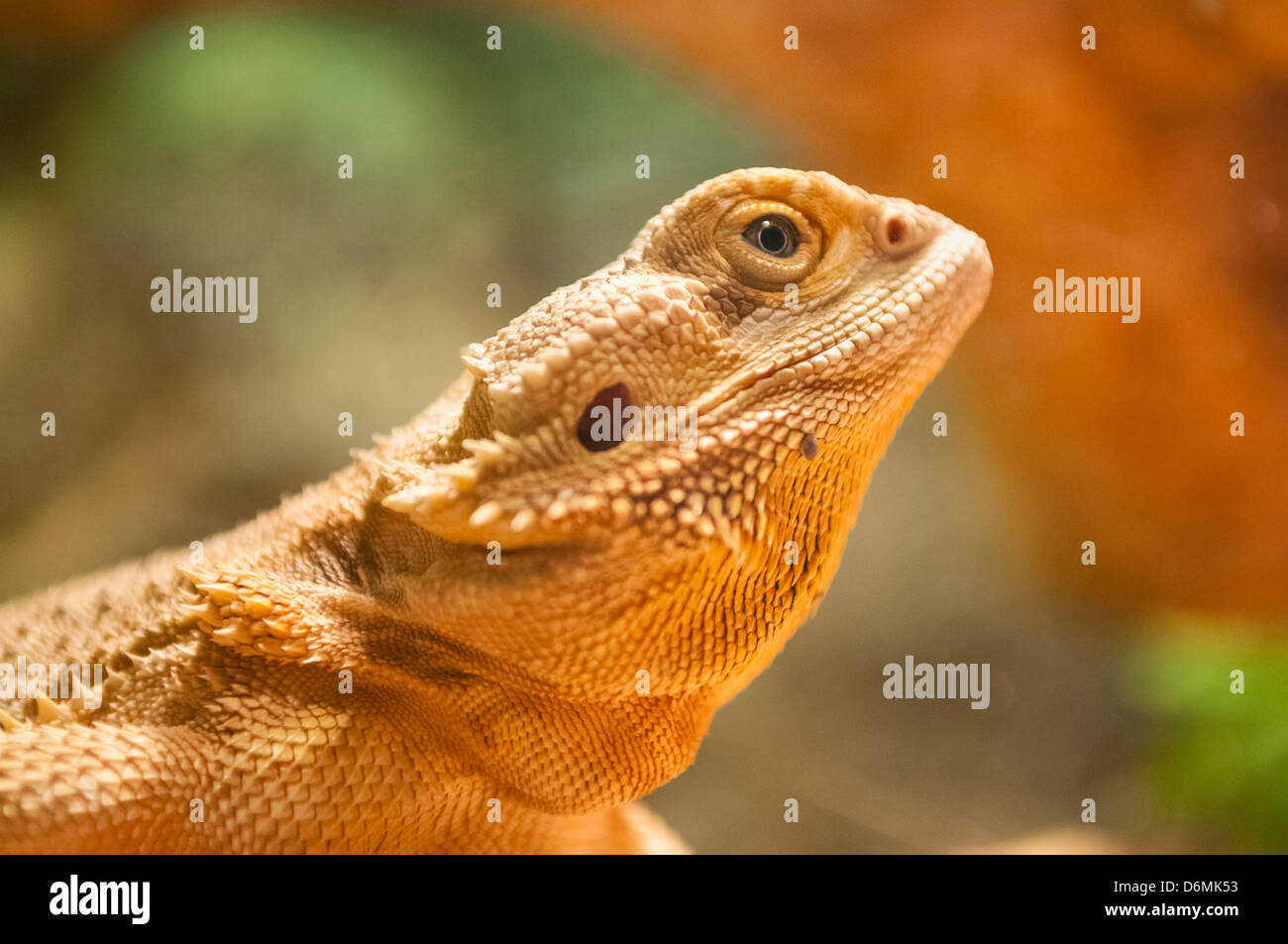 Close up profile of single Bearded Dragon (Pogona vitticeps Stock Photo ...