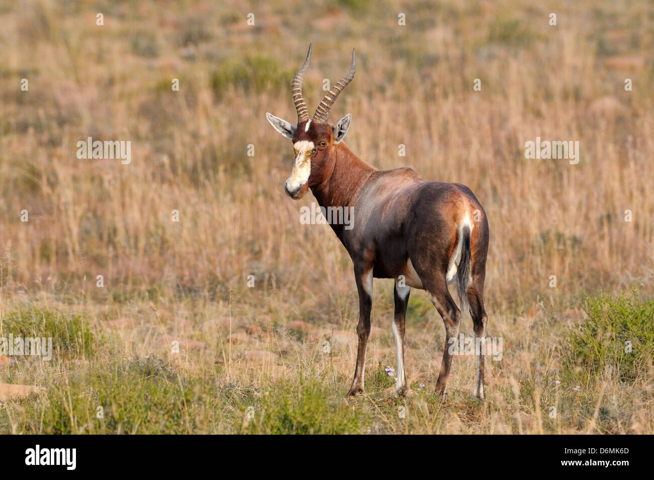 Damaliscus dorcas phillipsi hi-res stock photography and images - Alamy
