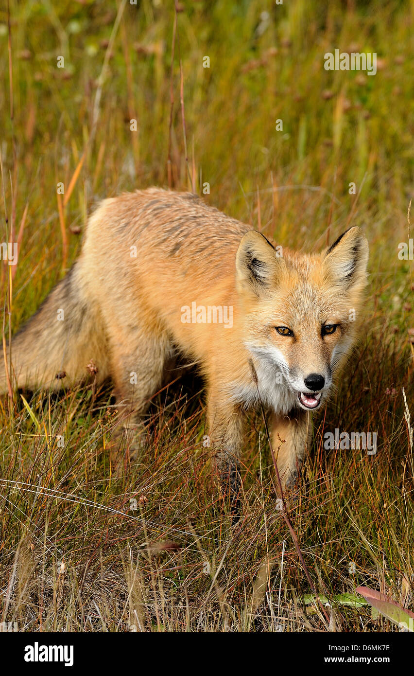 Fox Standing Stock Photos & Fox Standing Stock Images - Alamy