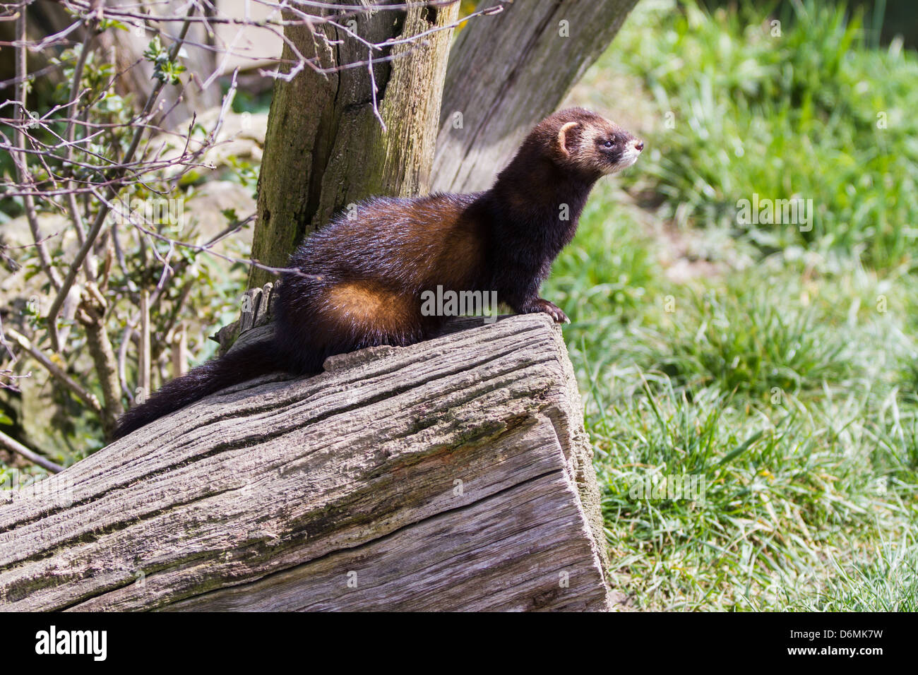Polecat on tree hi-res stock photography and images - Alamy