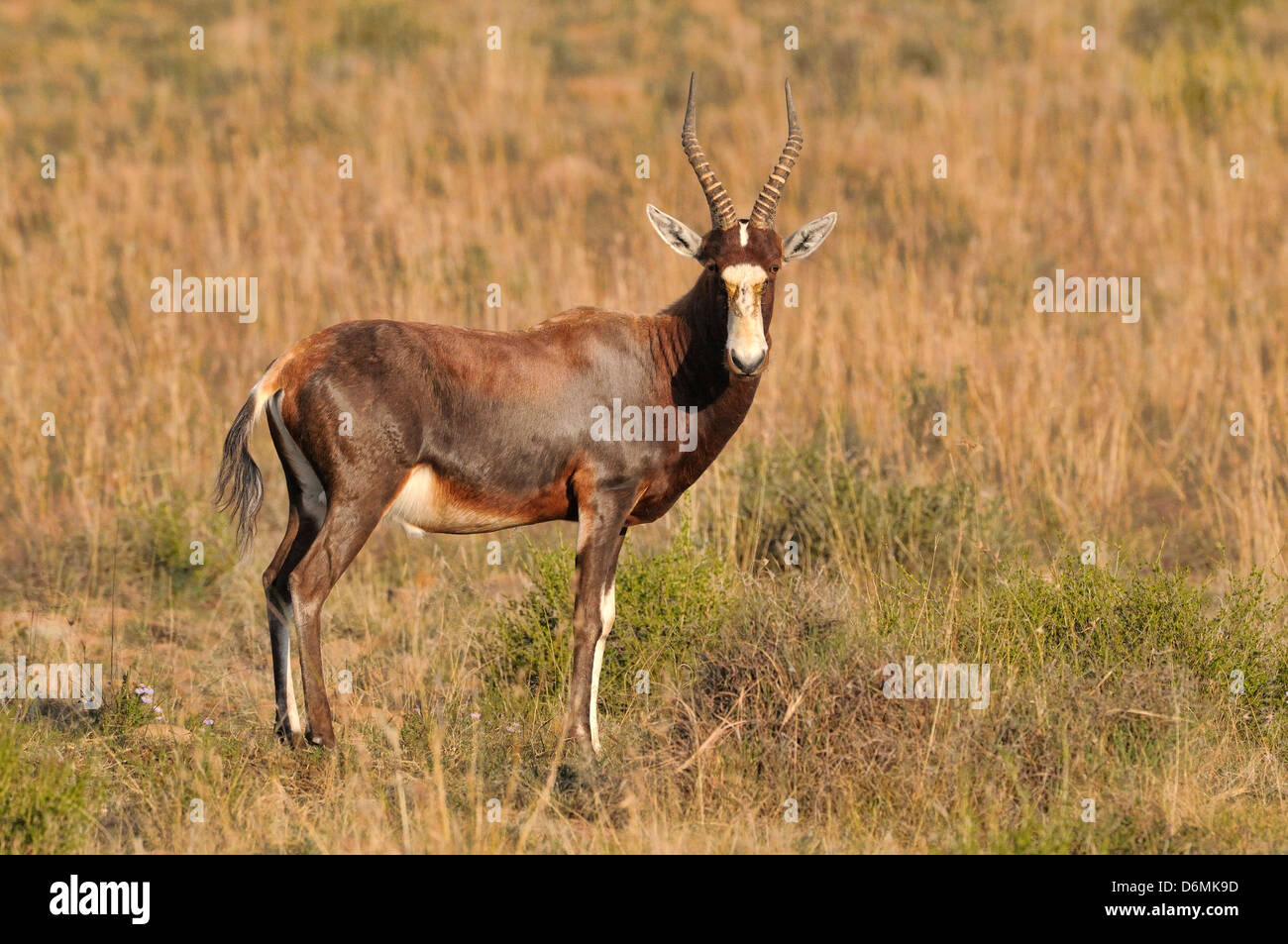 Blesbock Damaliscus dorcas phillipsi Photographed in Mountain Zebra ...