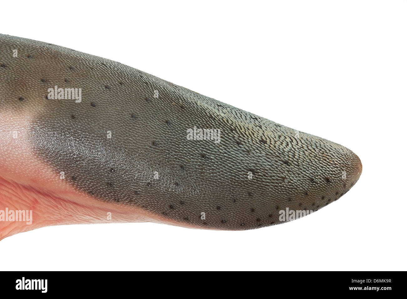 Anatomy Of Cow Tongue at Tanya Farris blog