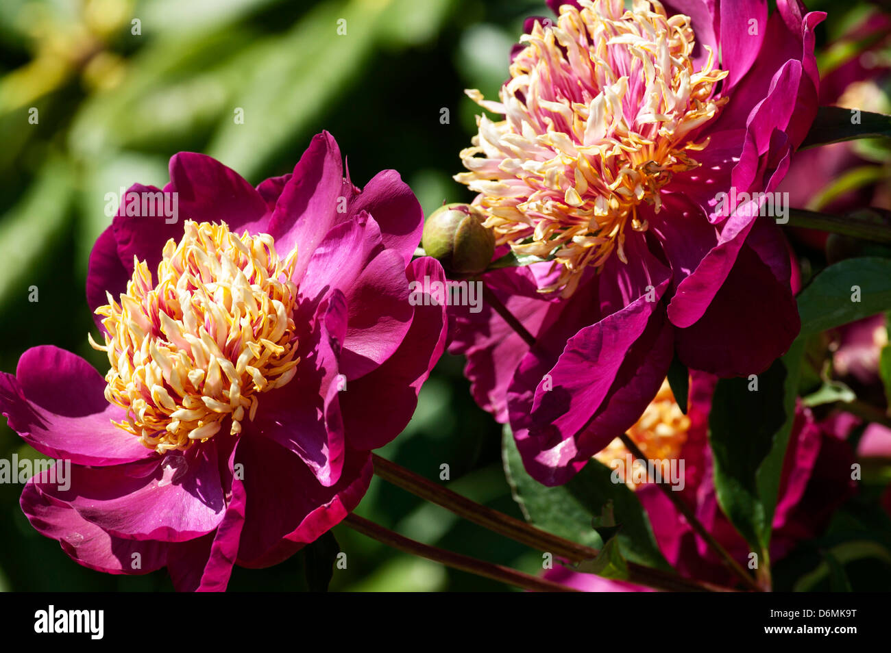 Vancouver island flowers hi-res stock photography and images - Alamy