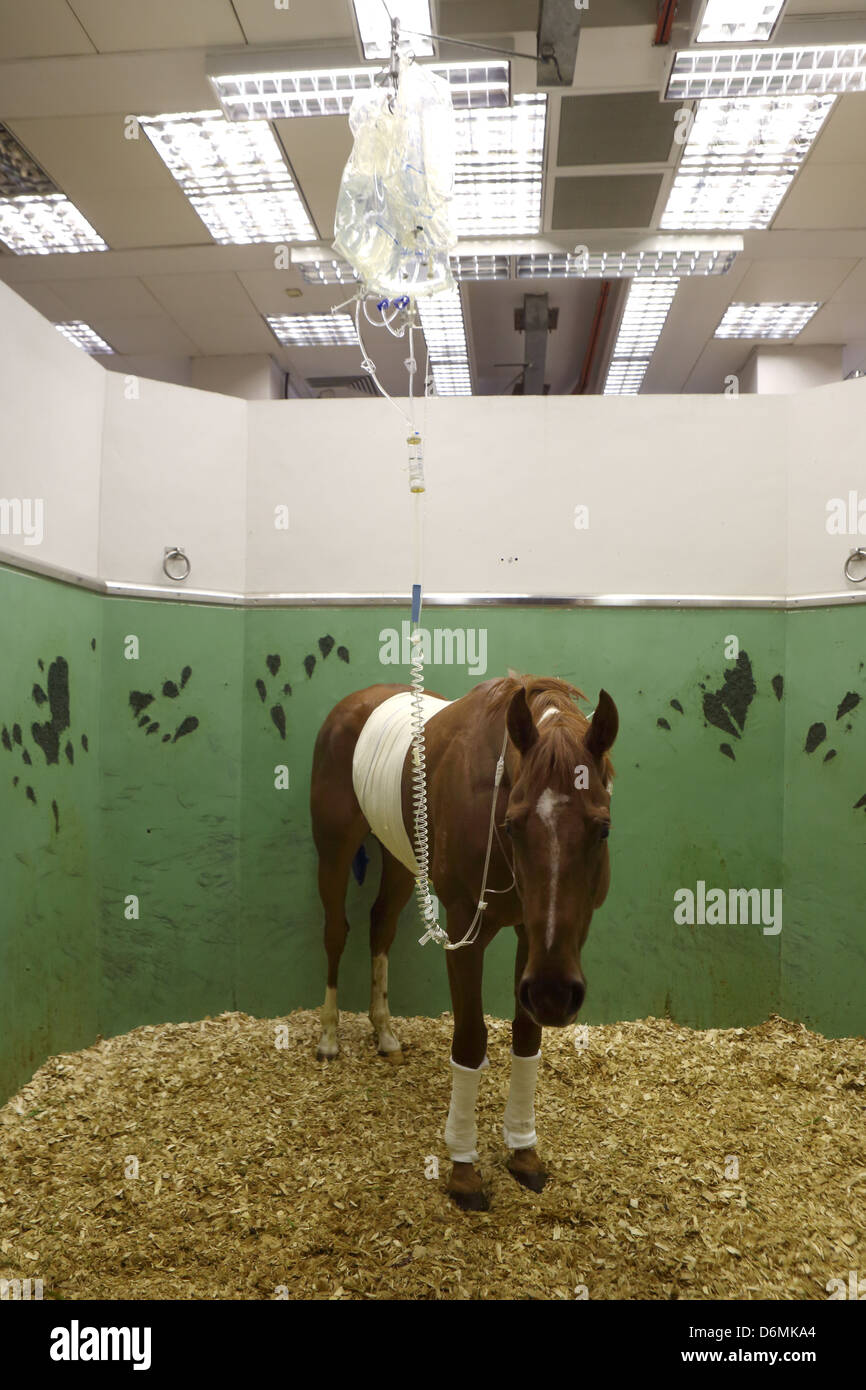 Sick Horse Diagnosis