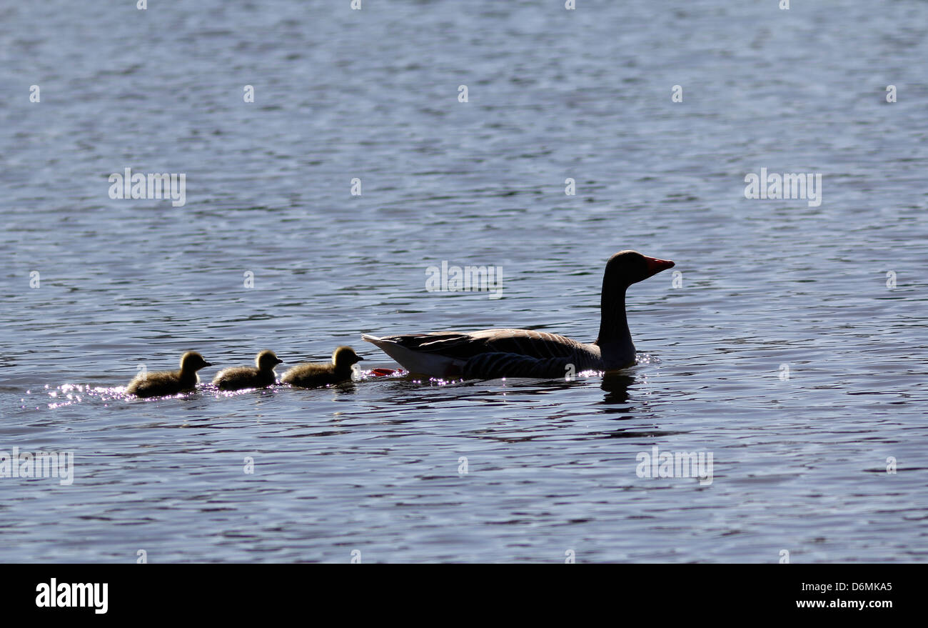 Greylag goose and chicks Stock Photo - Alamy