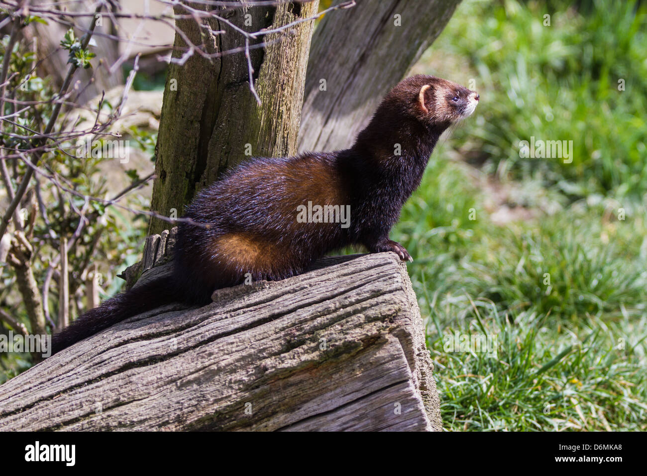 Polecat on tree hi-res stock photography and images - Alamy