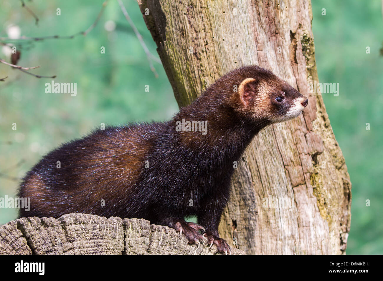 Polecat on tree hi-res stock photography and images - Alamy