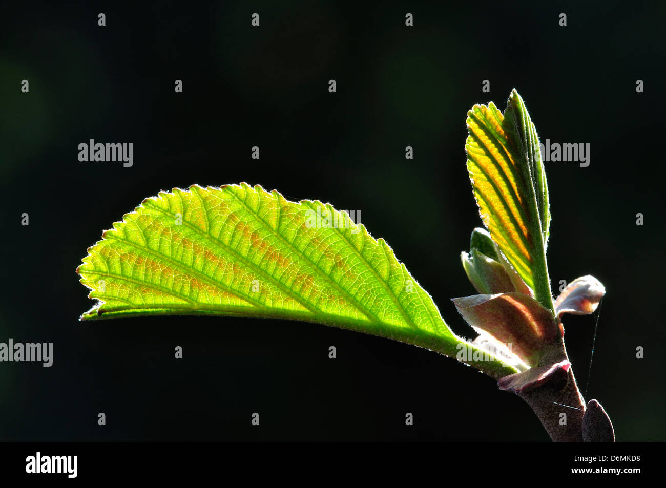 A common alder leaf in spring Stock Photo - Alamy