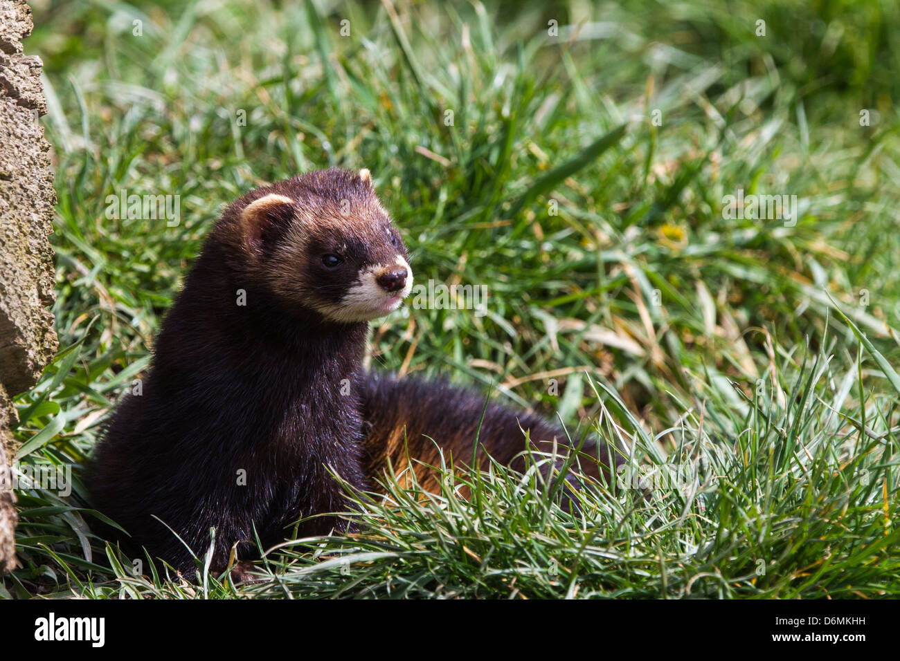 Polecat in uk hi-res stock photography and images - Alamy