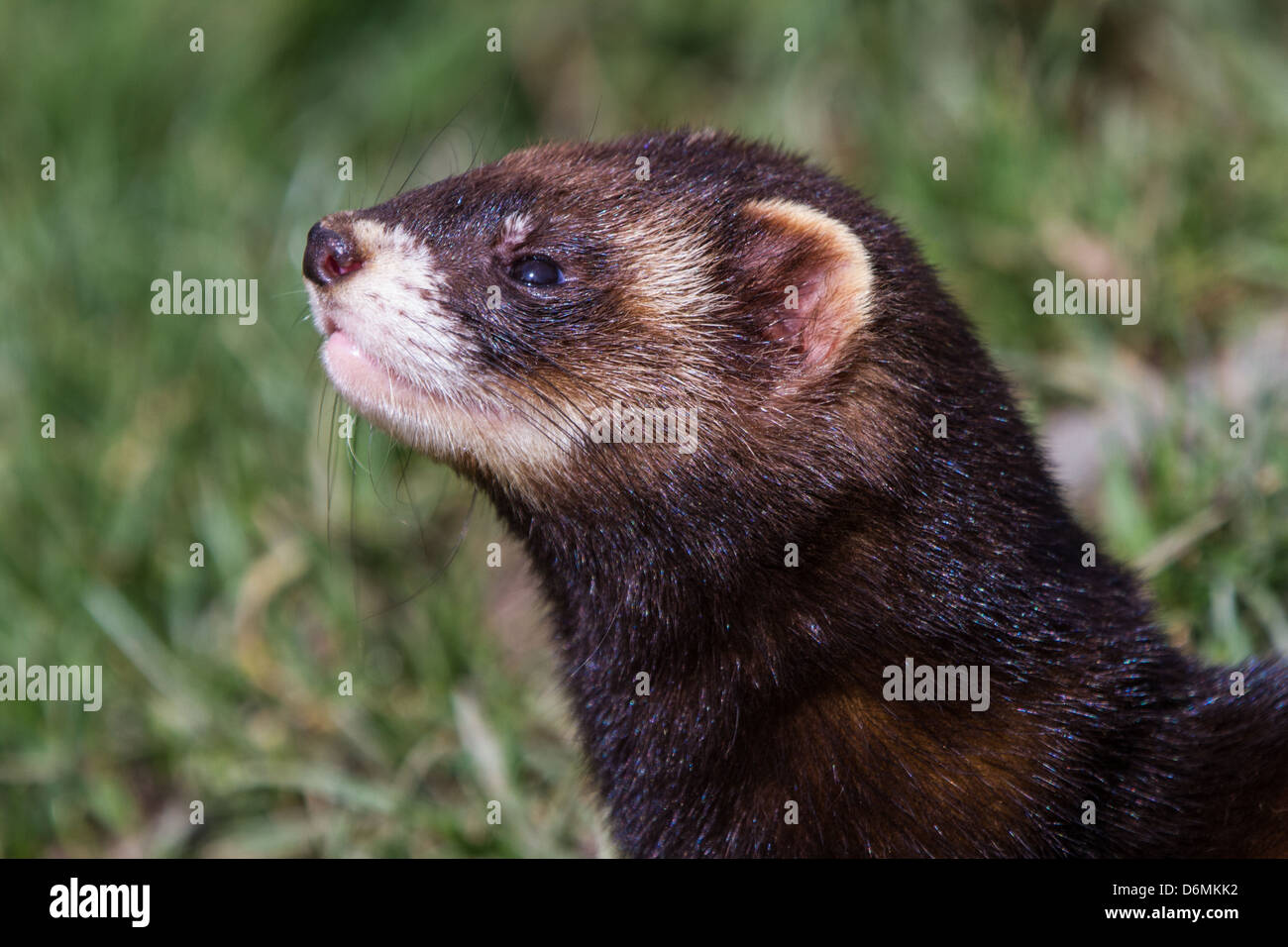 Close up portrait of Polecat head with grass background Stock Photo - Alamy