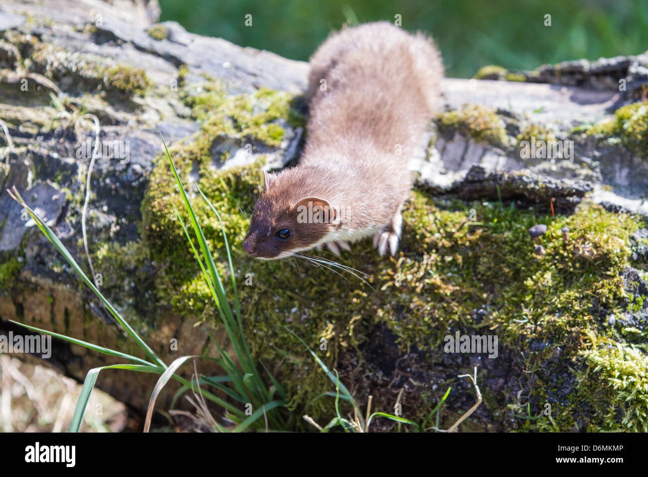 Stoat hunting uk hi-res stock photography and images - Alamy