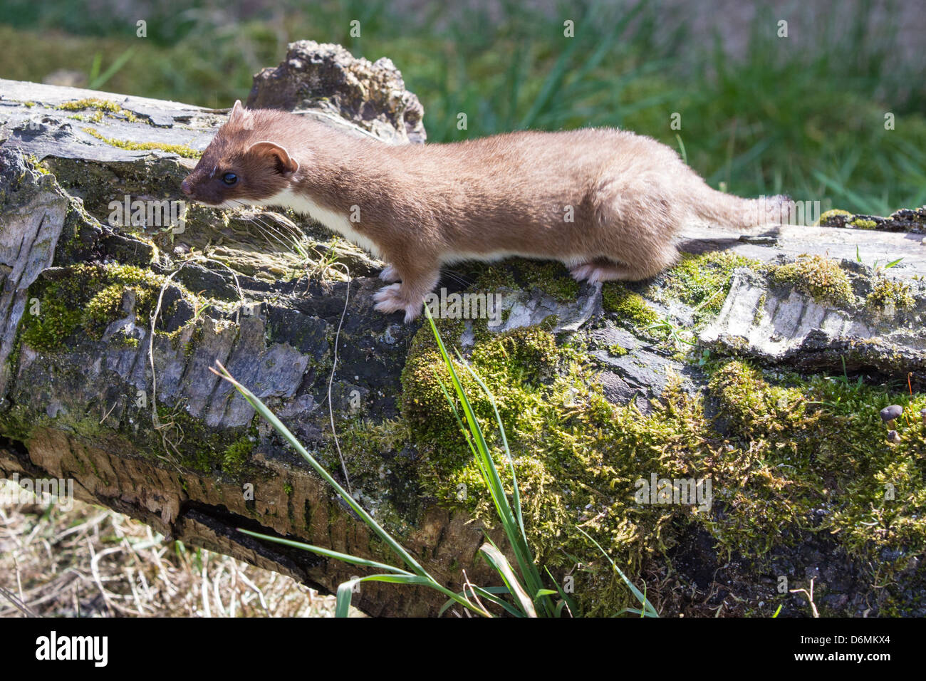 Stoat standing on log hi-res stock photography and images - Alamy