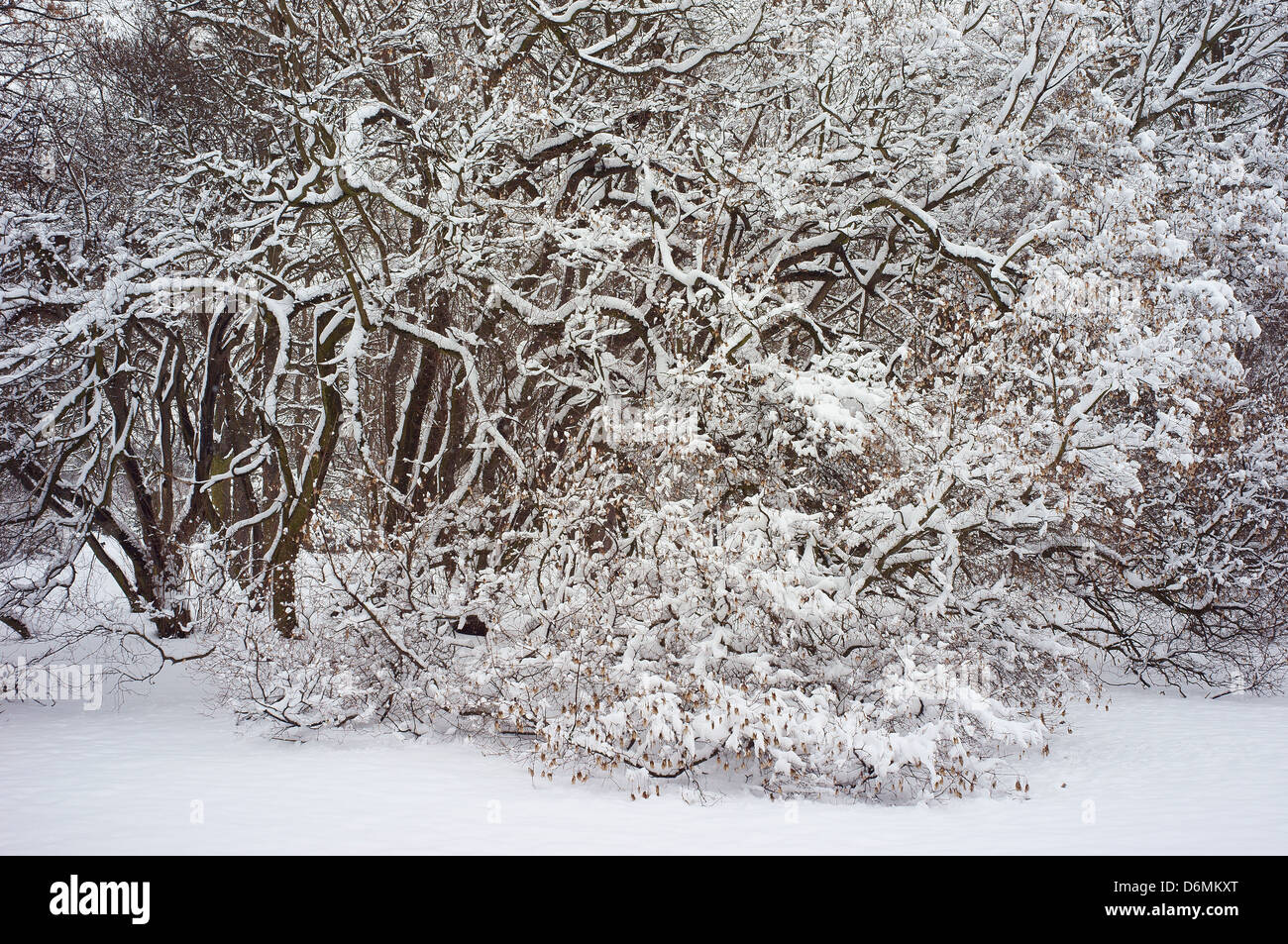 Snow bushes hi-res stock photography and images - Alamy