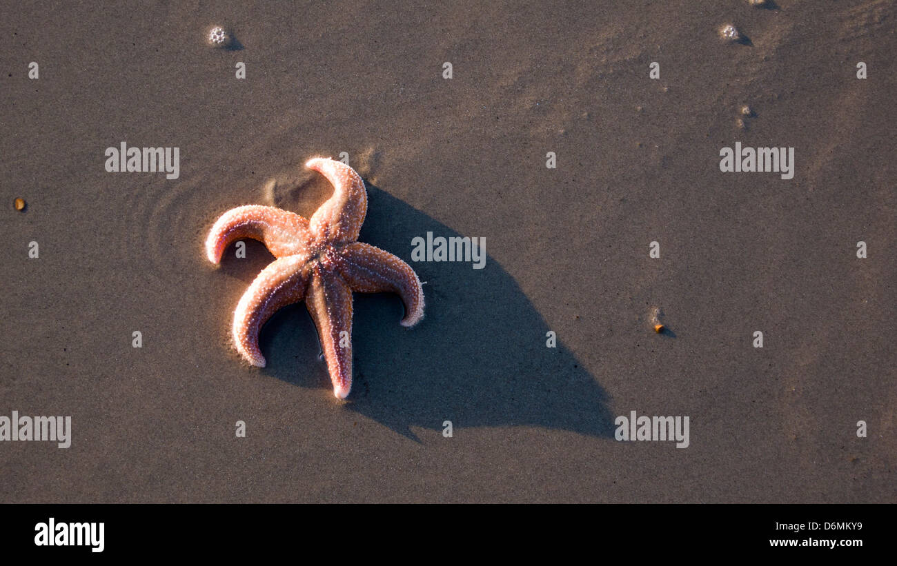 Starfish washed up on sandy beach Stock Photo - Alamy