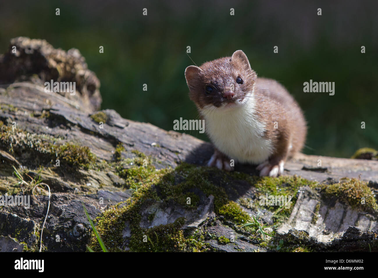 'stoat hi-res stock photography and images - Alamy