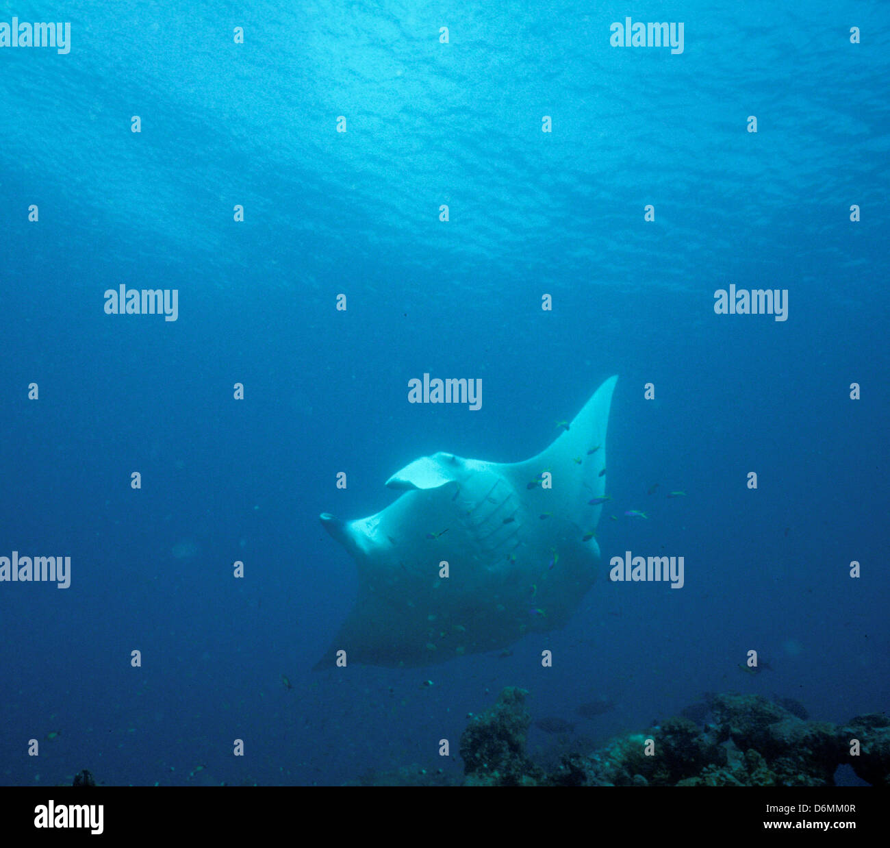 Manta Ray,Scuba Diving Safari throughout The Maldives,Nov1993 Digital ...