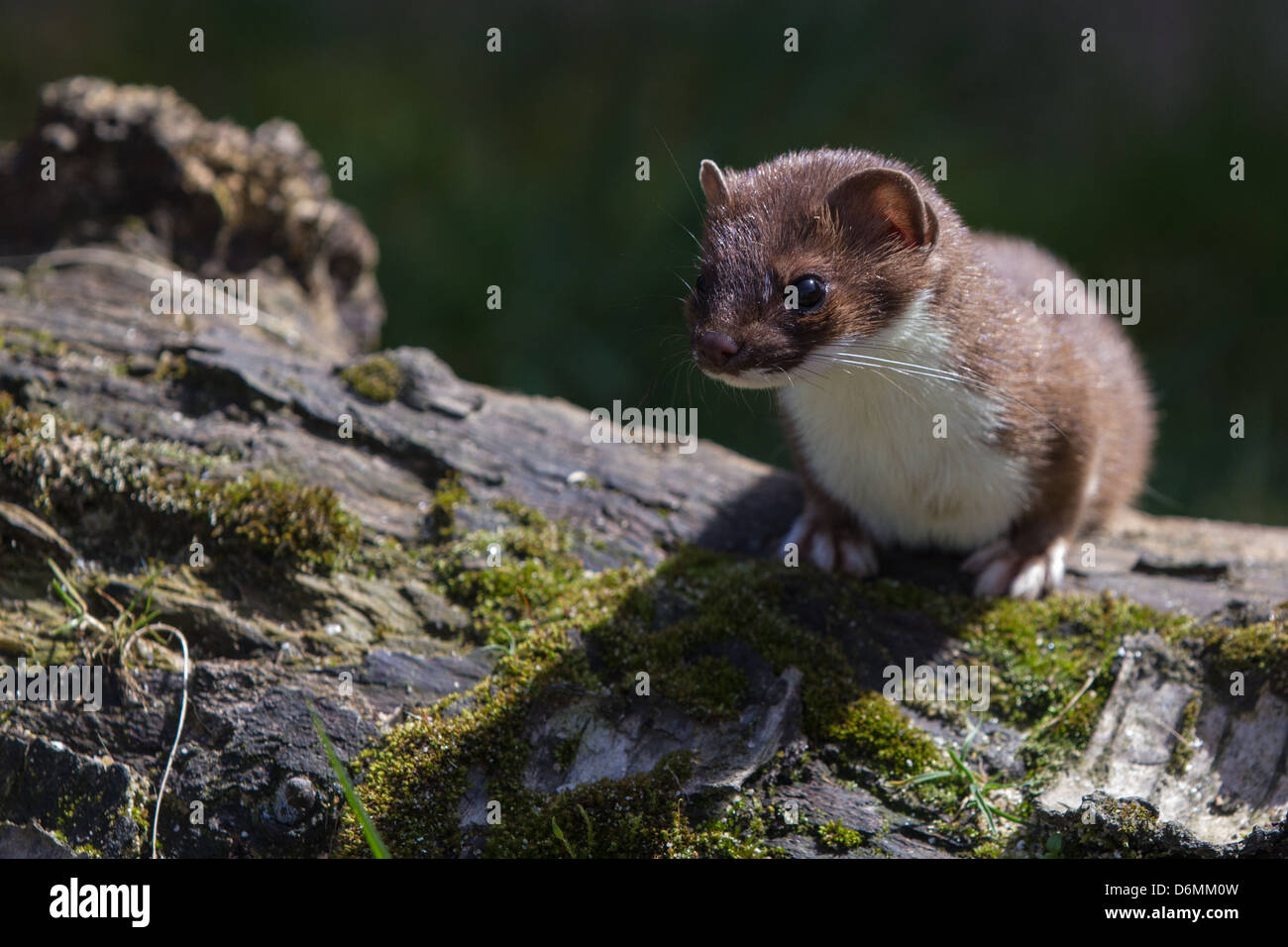 Stoat standing hi-res stock photography and images - Alamy