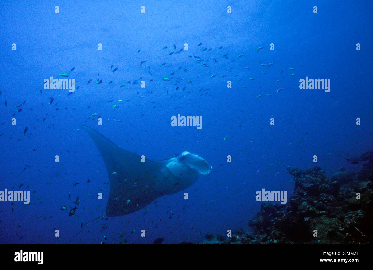 Manta Ray,Scuba Diving Safari throughout The Maldives,Nov1993 Digital ...