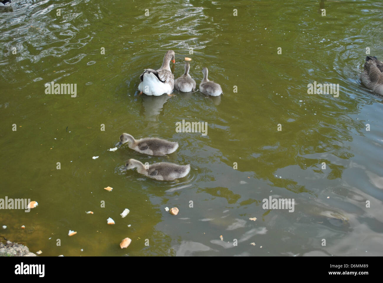 ducks in pond at park Stock Photo - Alamy