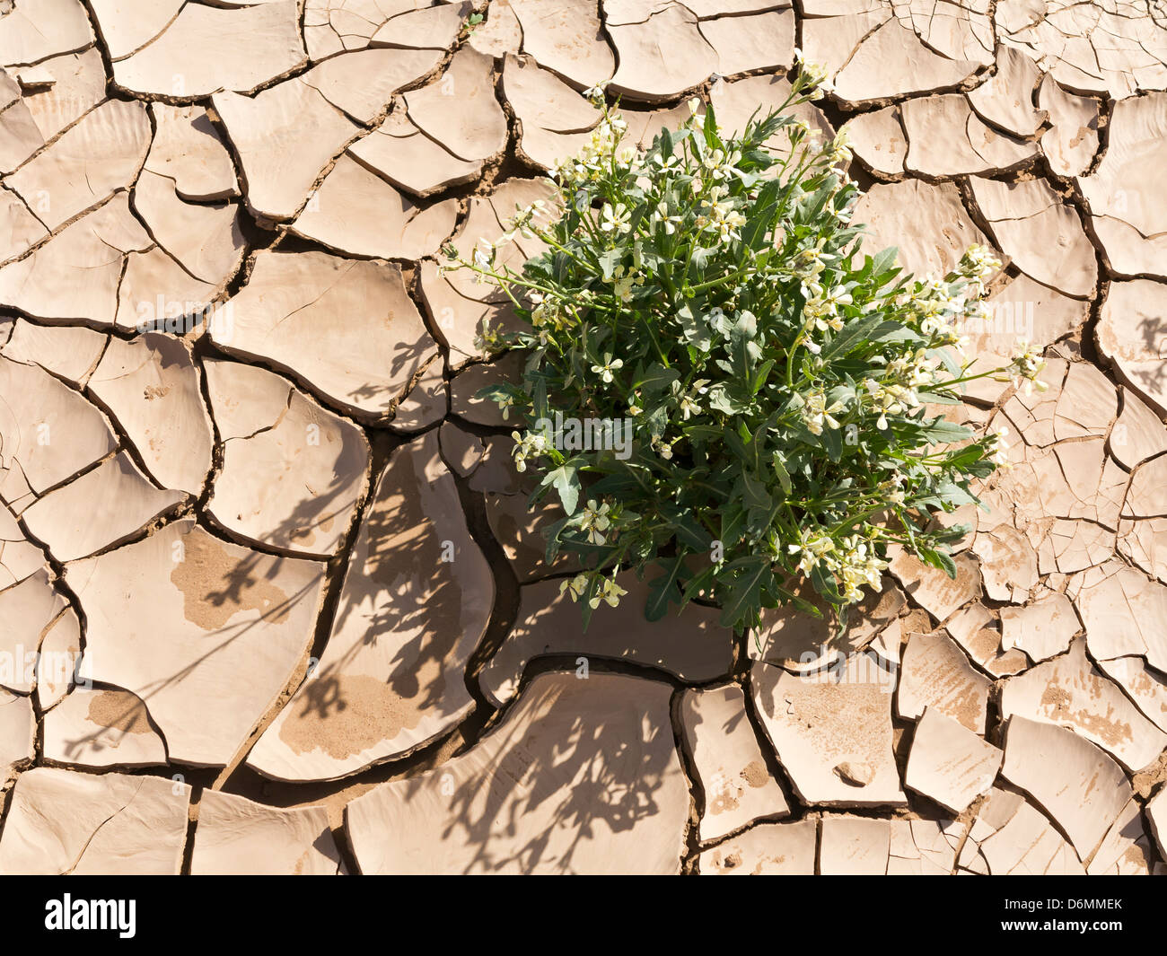 Small desert plant regenerated by rain on the cracked and flaked desert ...