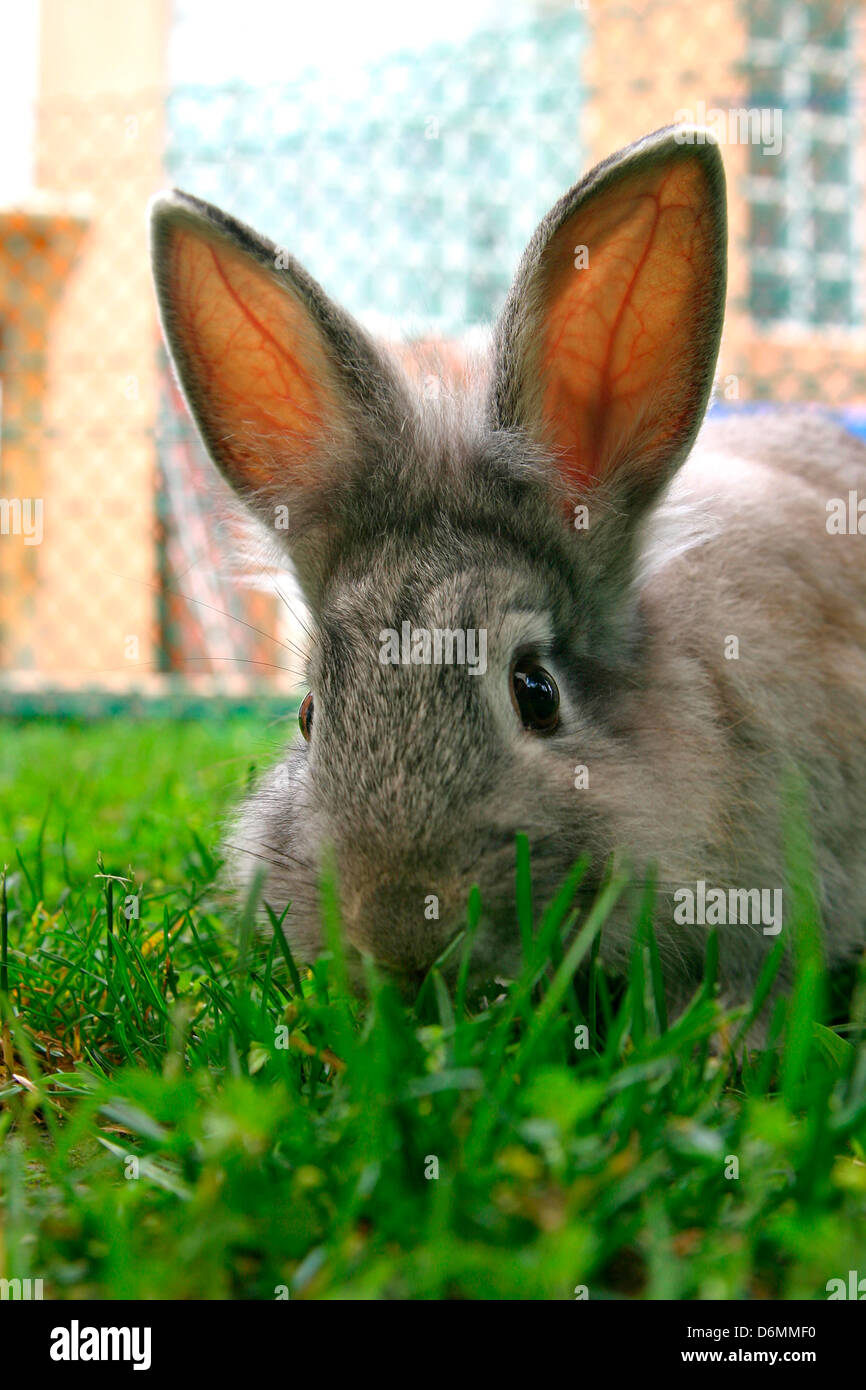 Surprised rabbit, looking curiously at the camera Stock Photo - Alamy