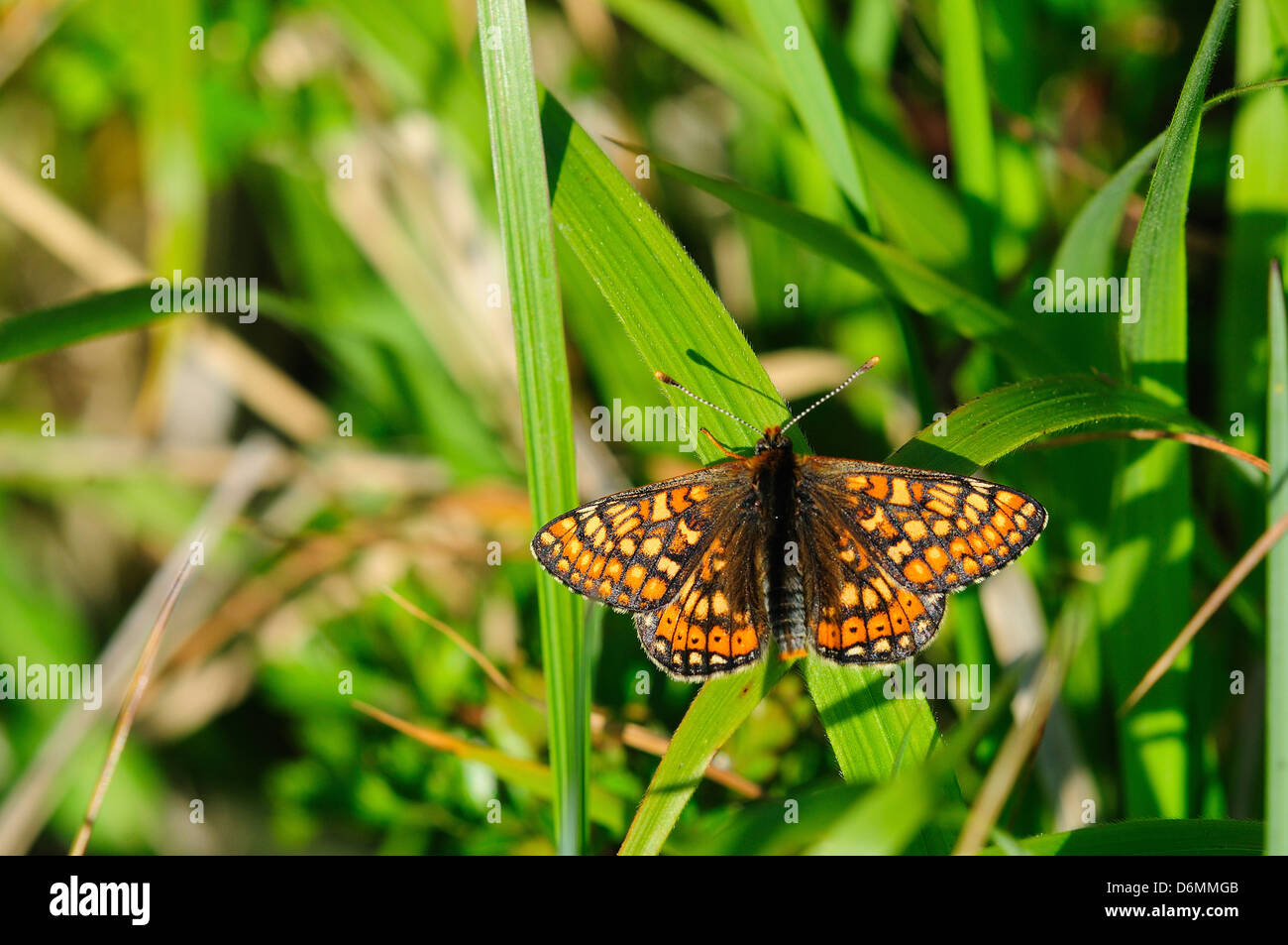 A marsh fritillary at rest Stock Photo - Alamy