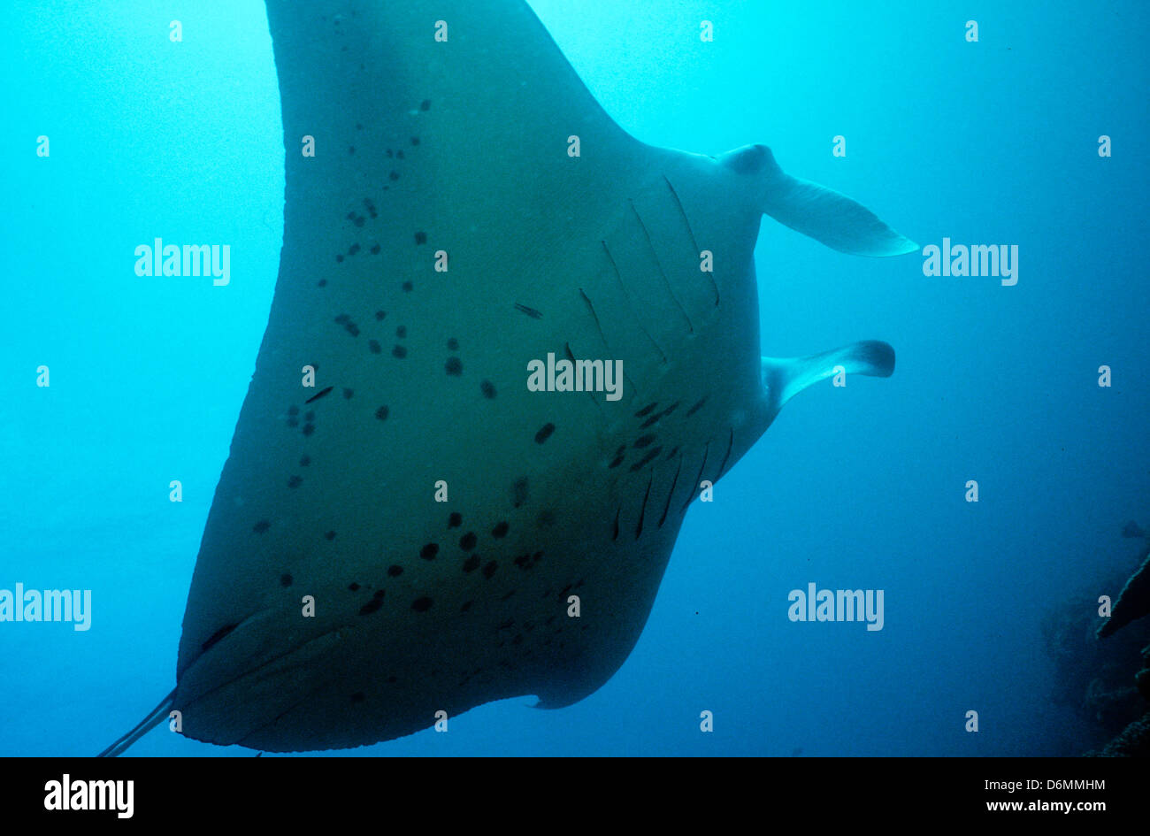 Manta Ray,Scuba Diving Safari throughout The Maldives,Nov1993 Digital ...