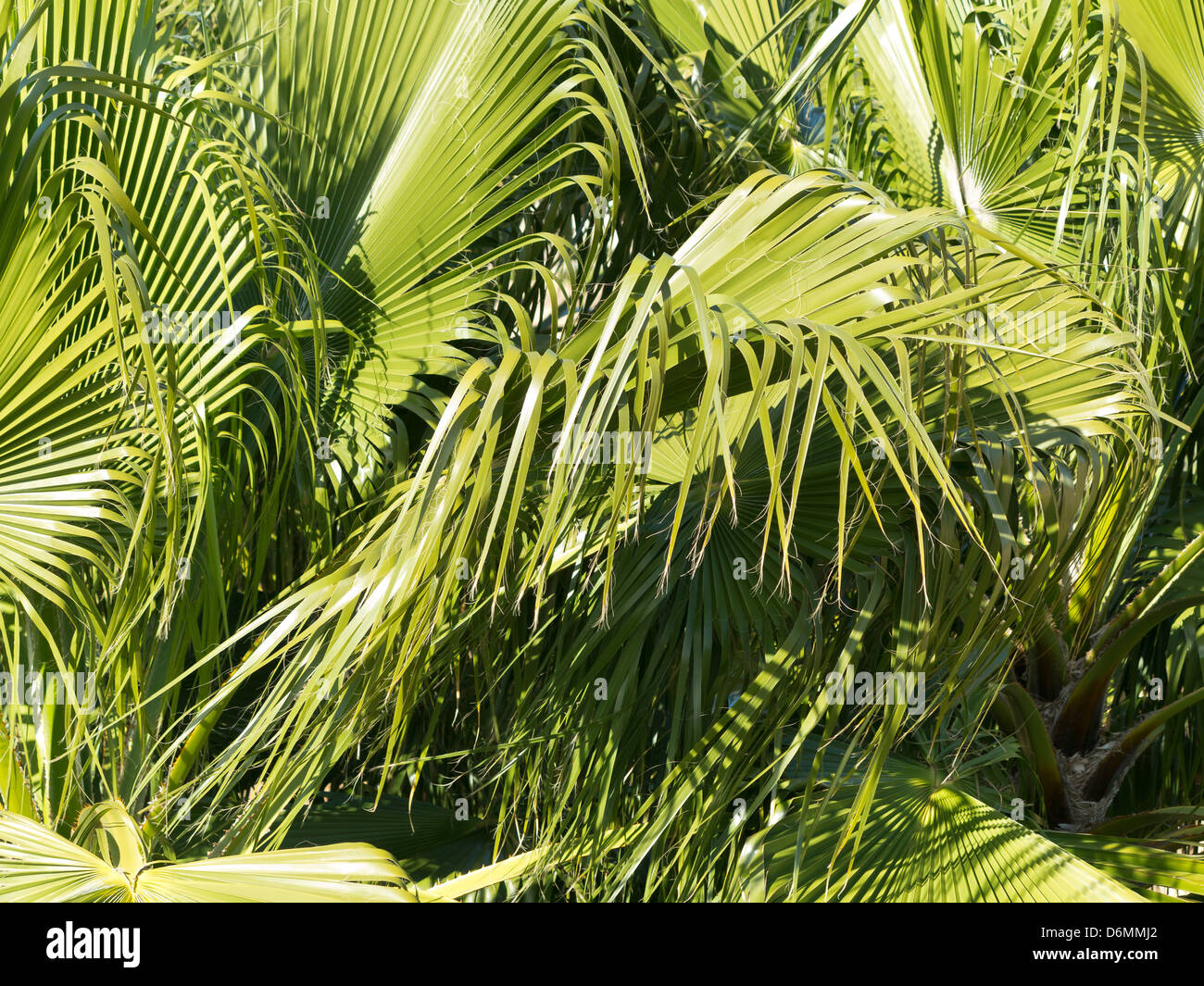 Close up of fan palm leaves taken from a rooftop and set against blue ...