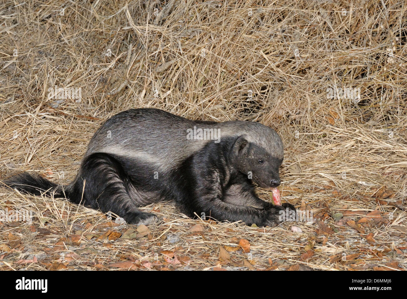 Honey Badger (Ratel) Mellivora capensis Photographed in Etosha National ...