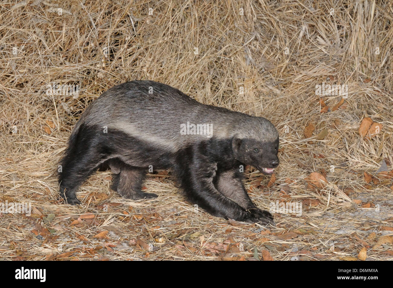 Honey Badger (Ratel) Mellivora capensis Male Photographed in Etosha ...