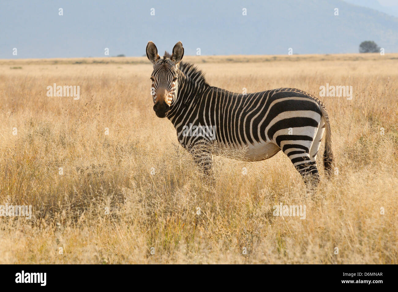 Mountain zebra national park hi-res stock photography and images - Alamy