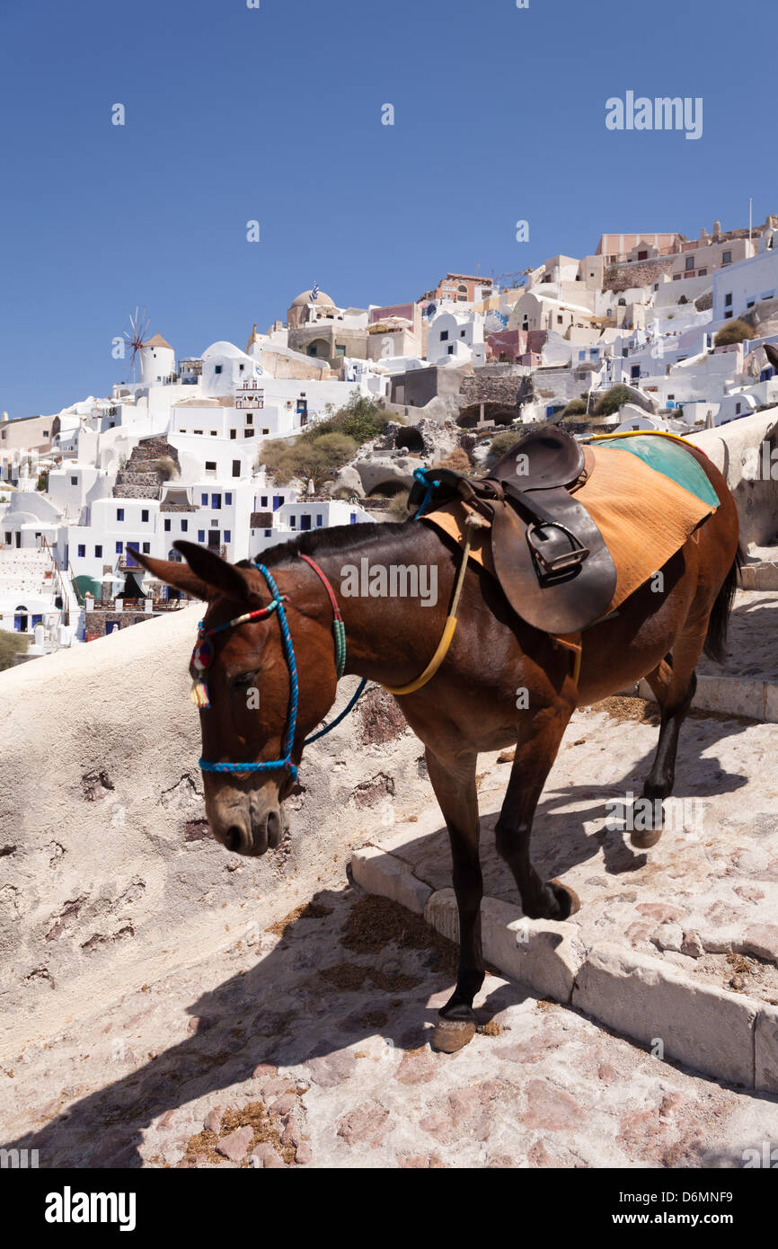 Donkey ride, Oia village, Santorini, Greece, Europe Stock Photo - Alamy