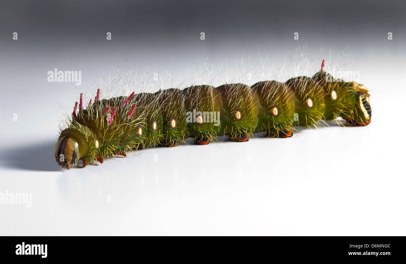 Caterpillar walking on white background Stock Photo - Alamy