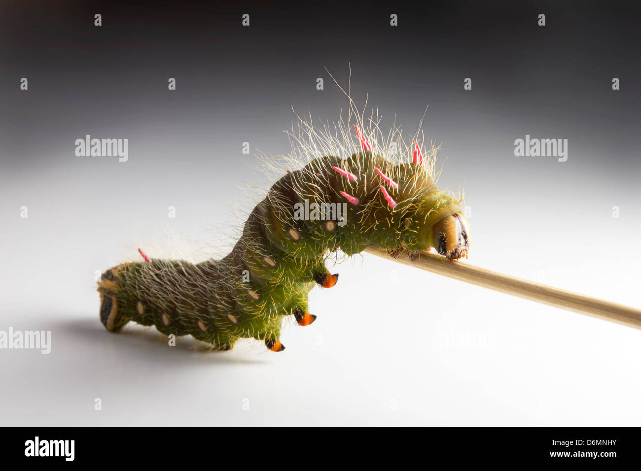 Caterpillar walking on white background Stock Photo - Alamy