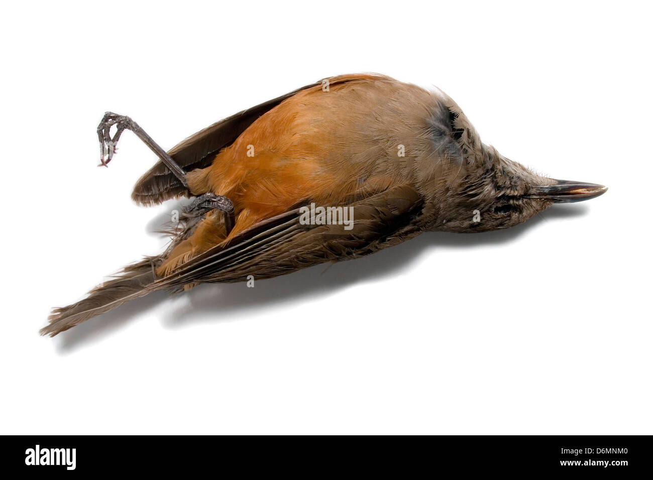 Bird froze to death on white background Stock Photo - Alamy