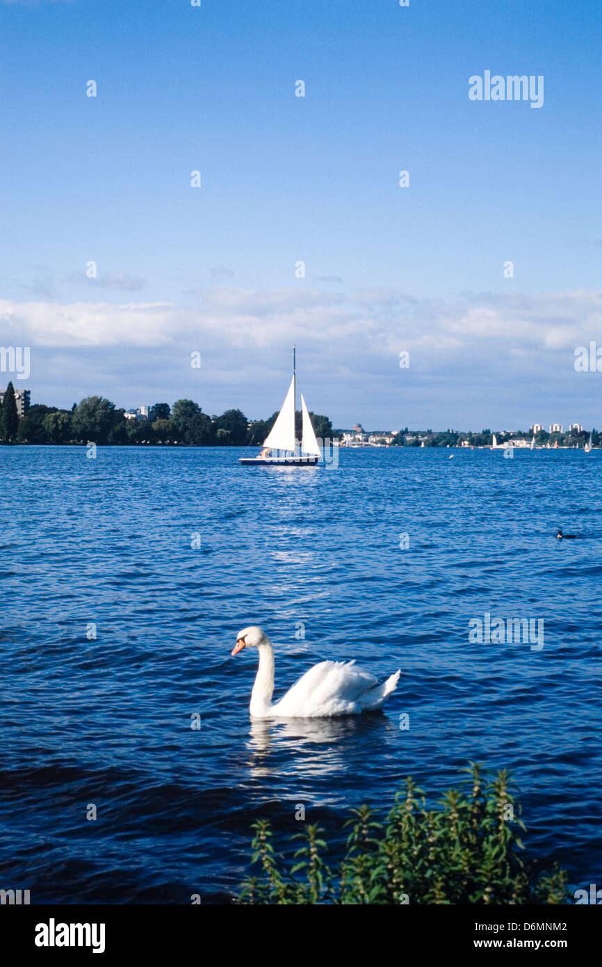 swan and sailing boat on the alster lake hamburg Stock Photo - Alamy