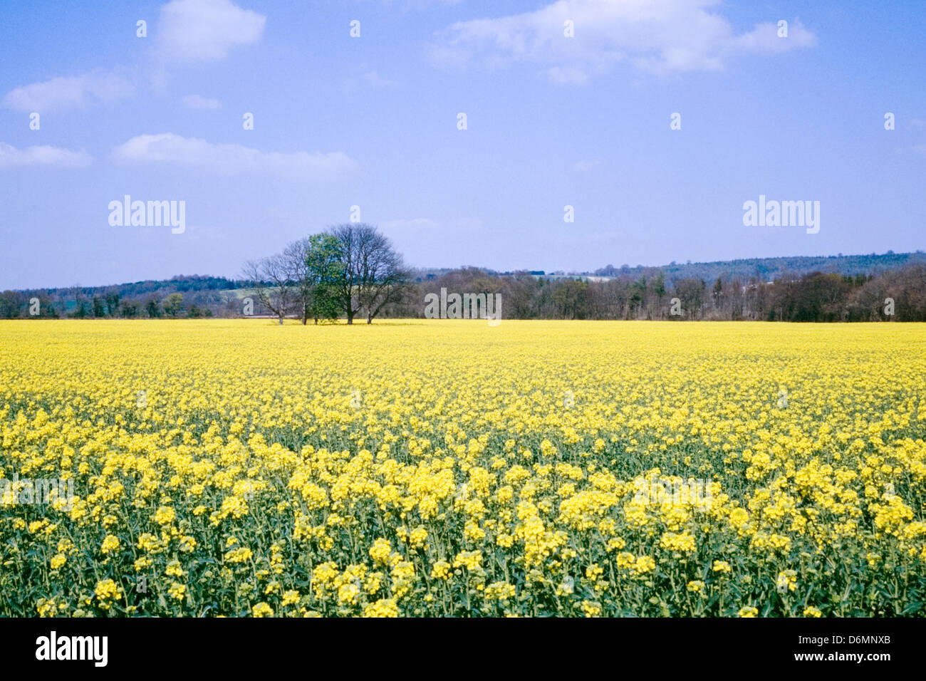 sea of yellow in a field covered in oilseed rape crop Stock Photo - Alamy