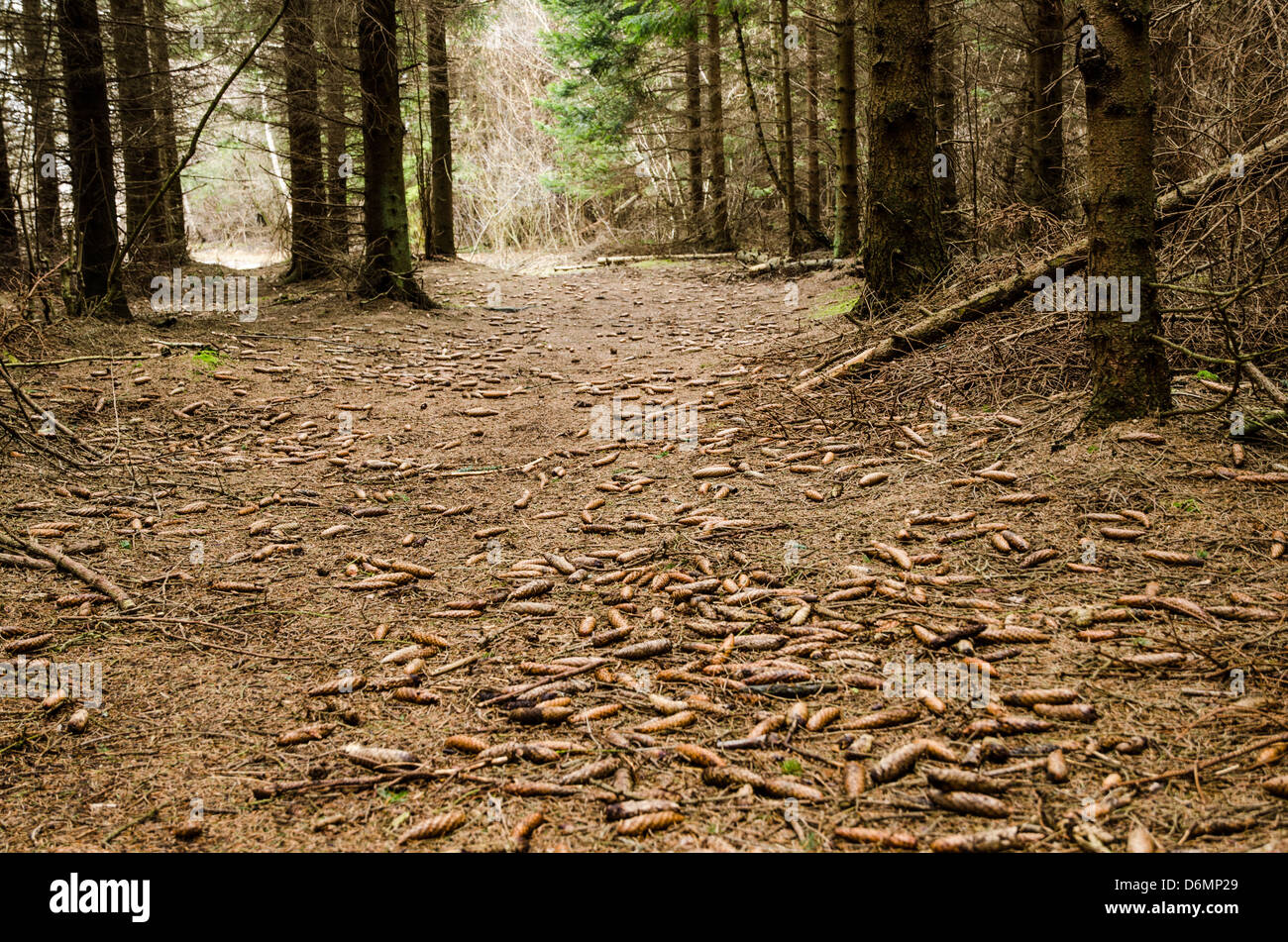 A cone covered path in a nordic coniferous forest. From the province ...