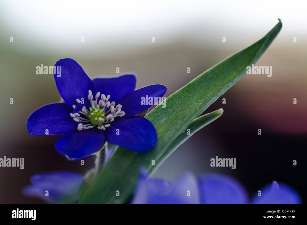 Closeup of a Common Hepatica, a symbol for springtime Stock Photo - Alamy