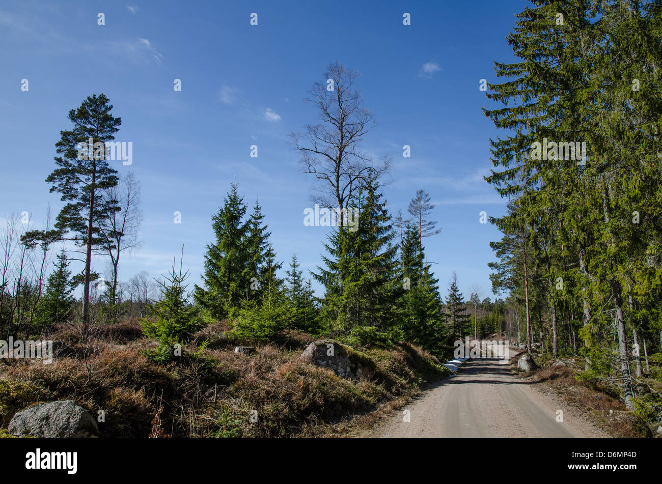 Nordic forest hi-res stock photography and images - Alamy
