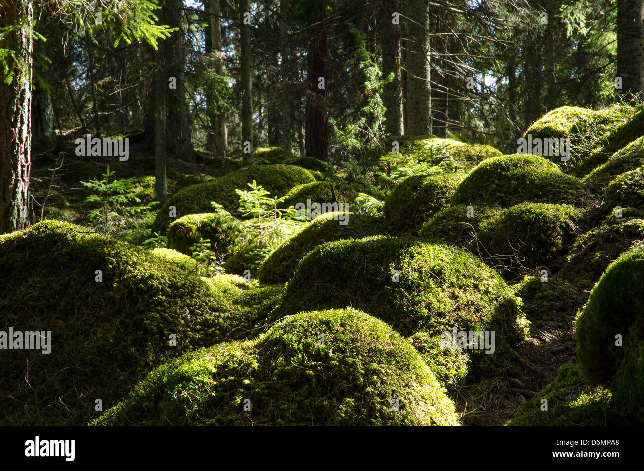 Mossy rocks in a nordic coniferous forest. From the province Smaland in ...