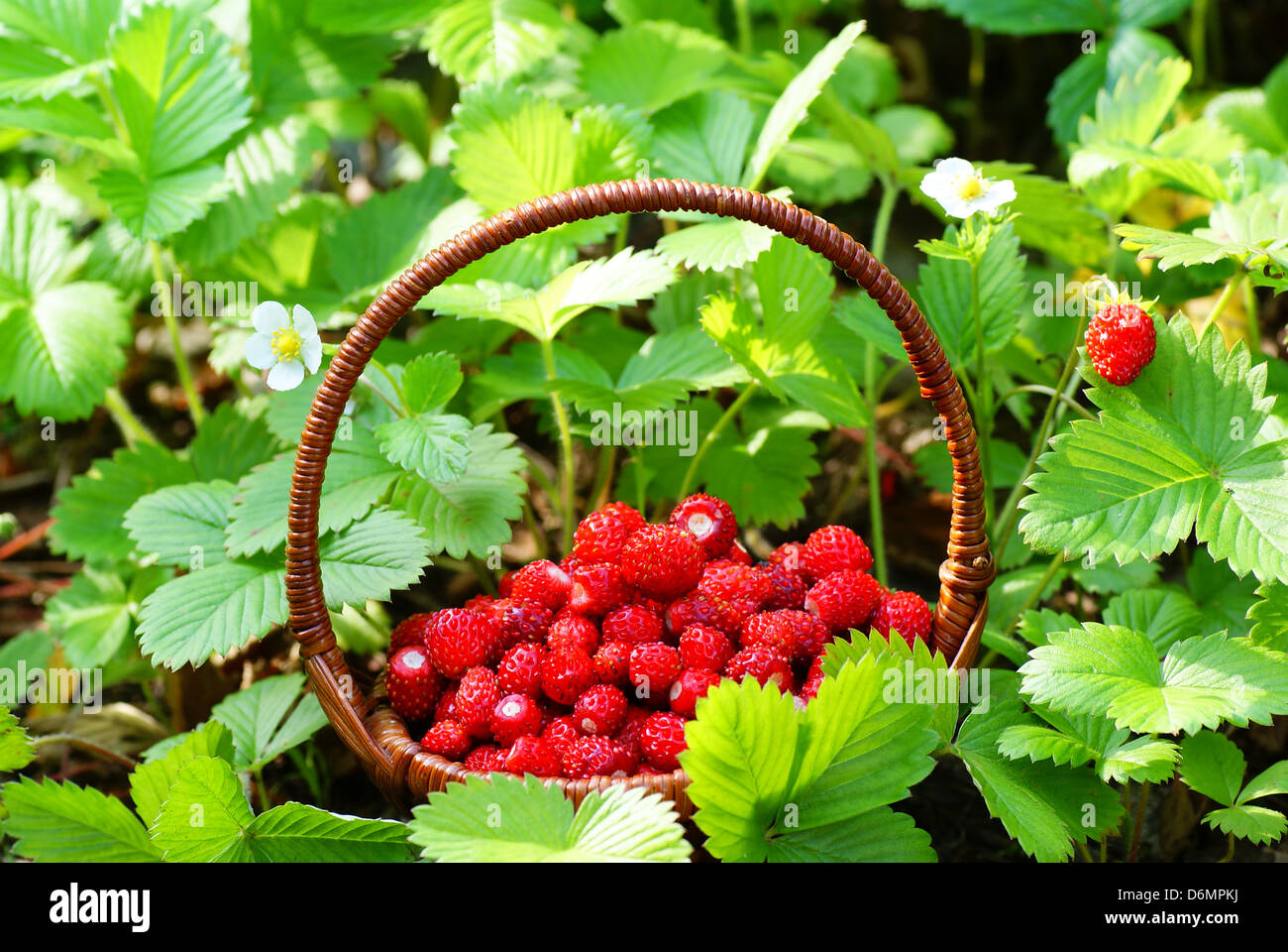 wild strawberry stand in basket on soil Stock Photo - Alamy