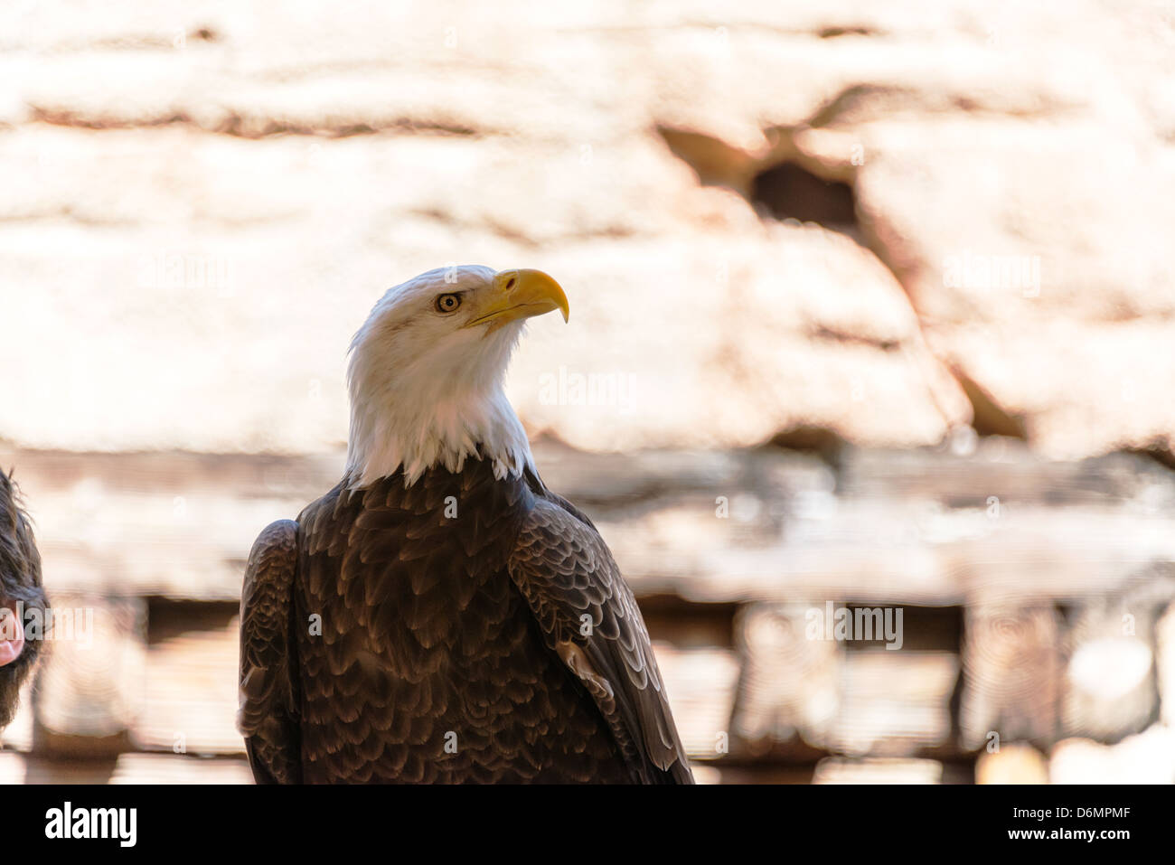 American Bald Eagle Stock Photo - Alamy