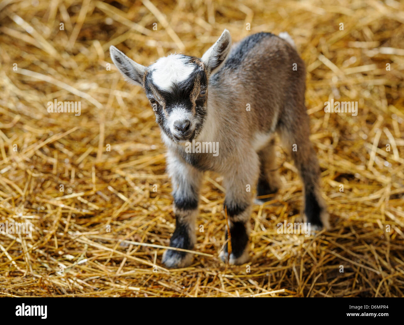 Cuddly cute hi-res stock photography and images - Alamy