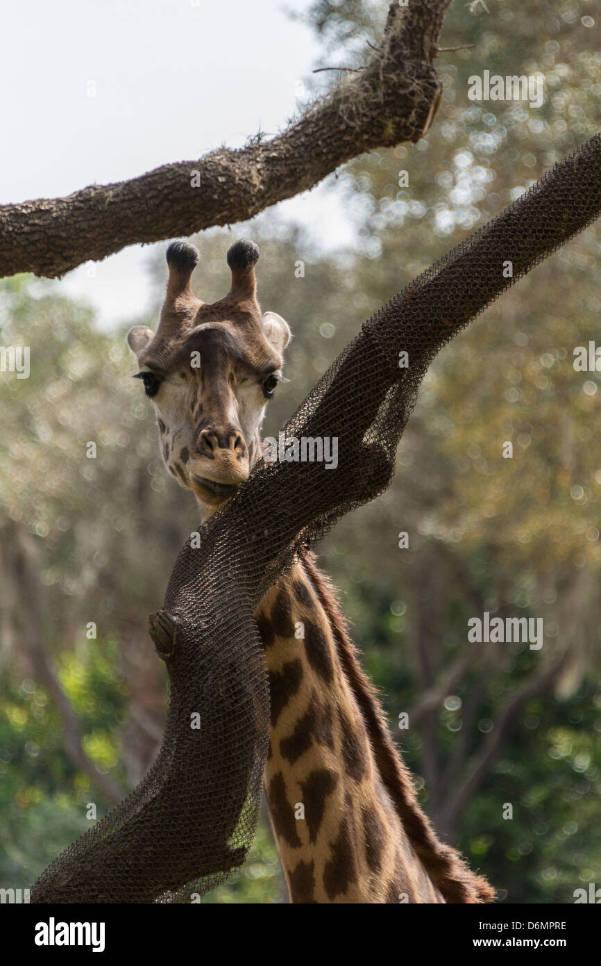 Giraffe eyelashes hi-res stock photography and images - Alamy