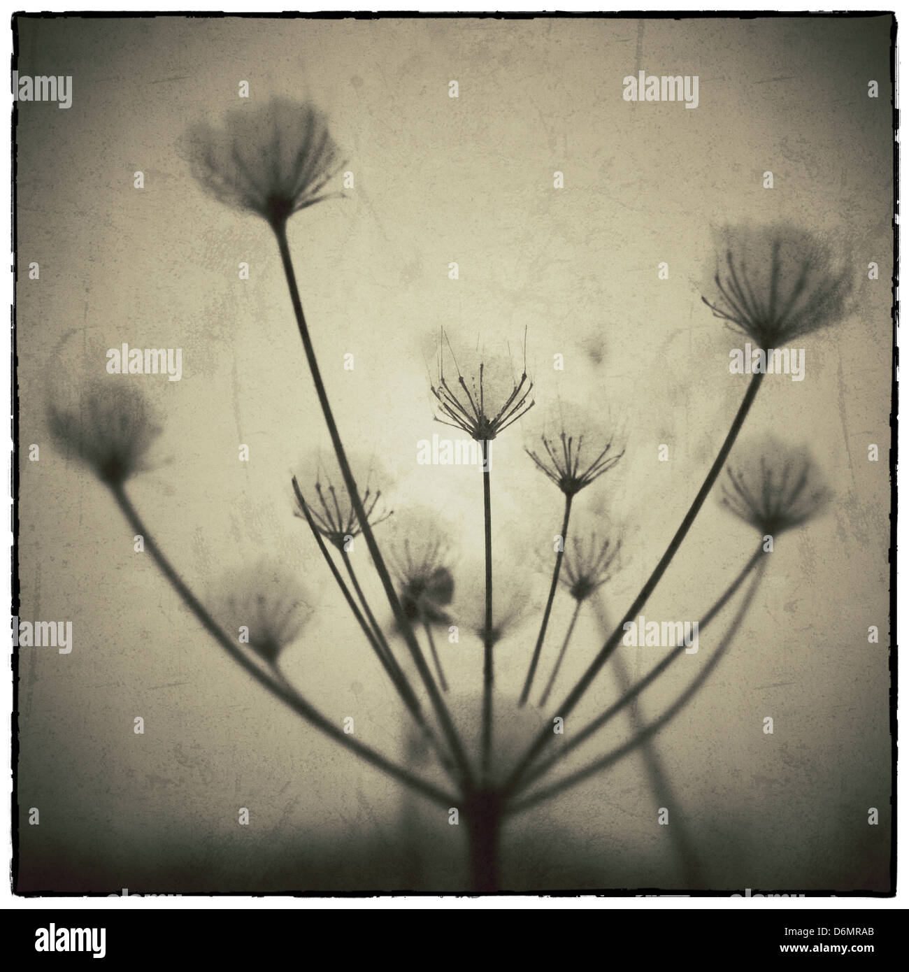 Cow parsley seed head covered in snow Stock Photo - Alamy